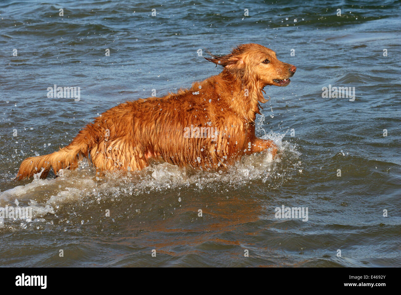 Golden Retriever in the water Stock Photo - Alamy