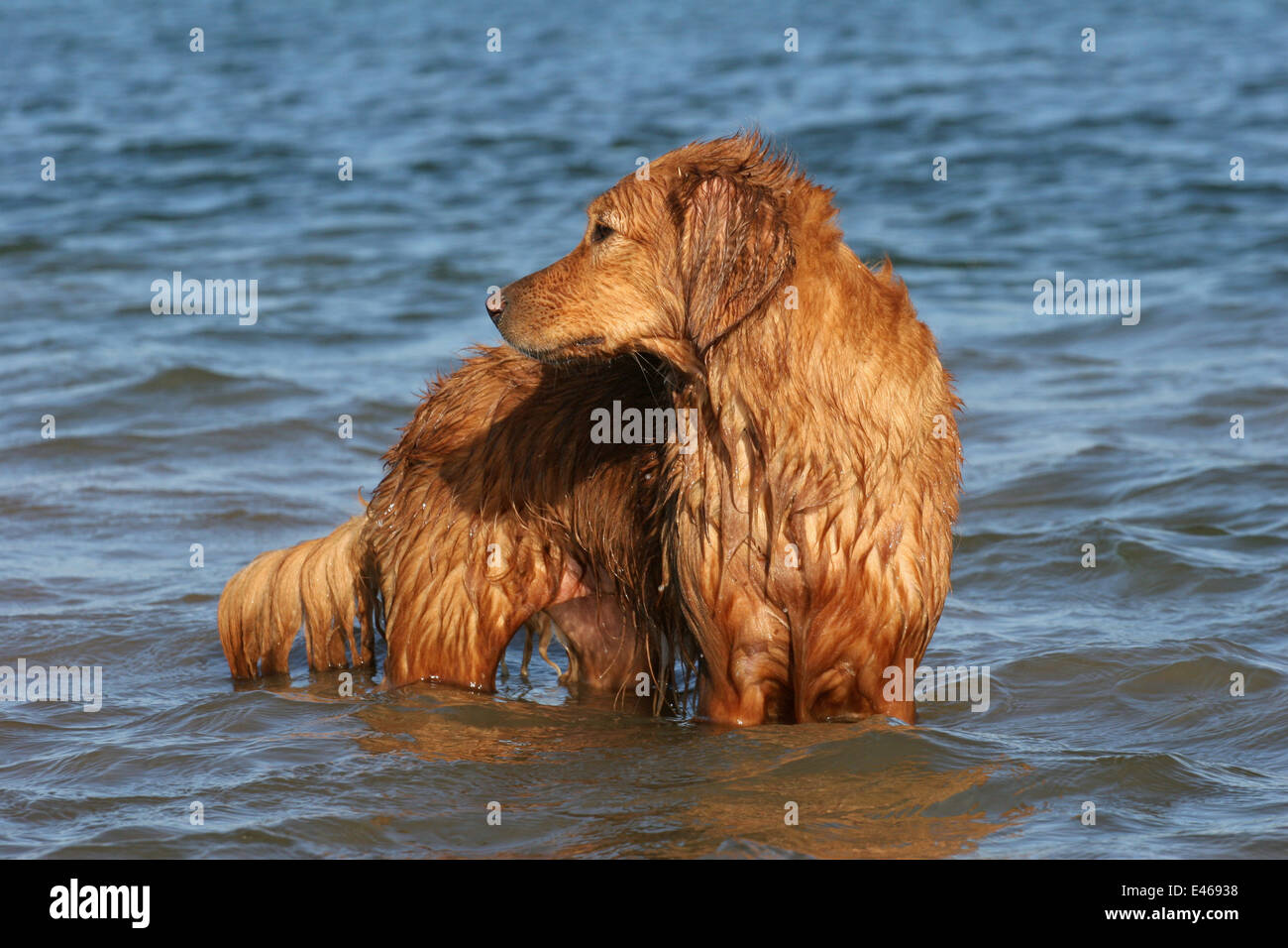 Golden Retriever in the water Stock Photo - Alamy