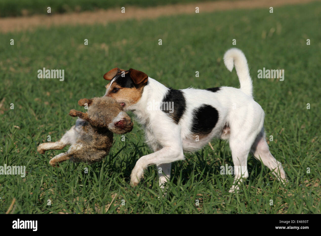 Rabbiting Dogs High Resolution Stock Photography and Images - Alamy