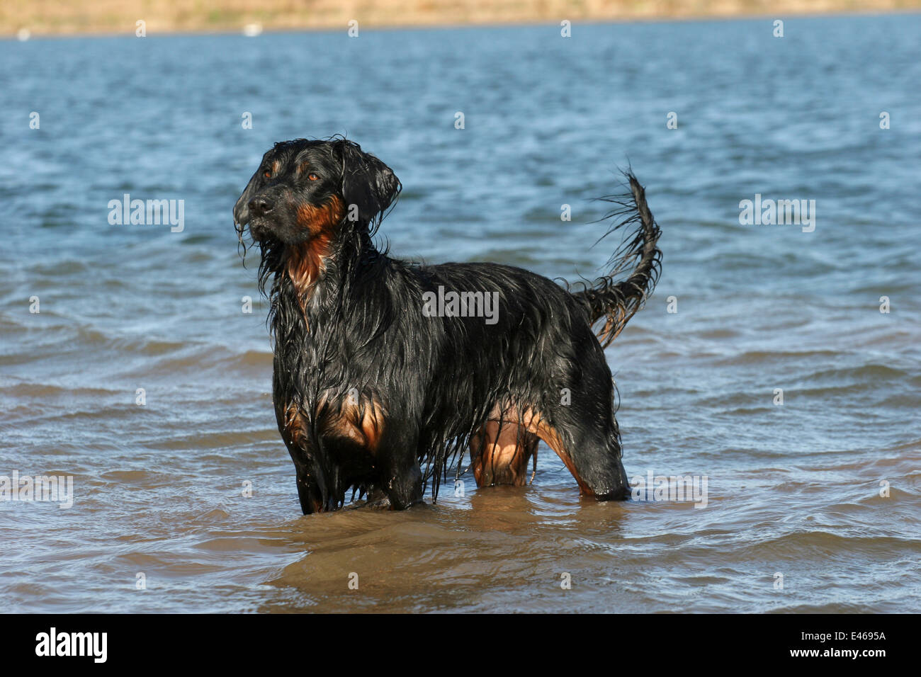 Gordon Setter in the water Stock Photo - Alamy