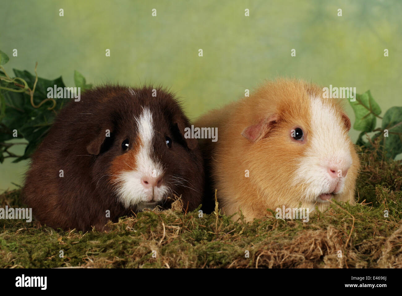 US Teddy guinea pig Stock Photo - Alamy