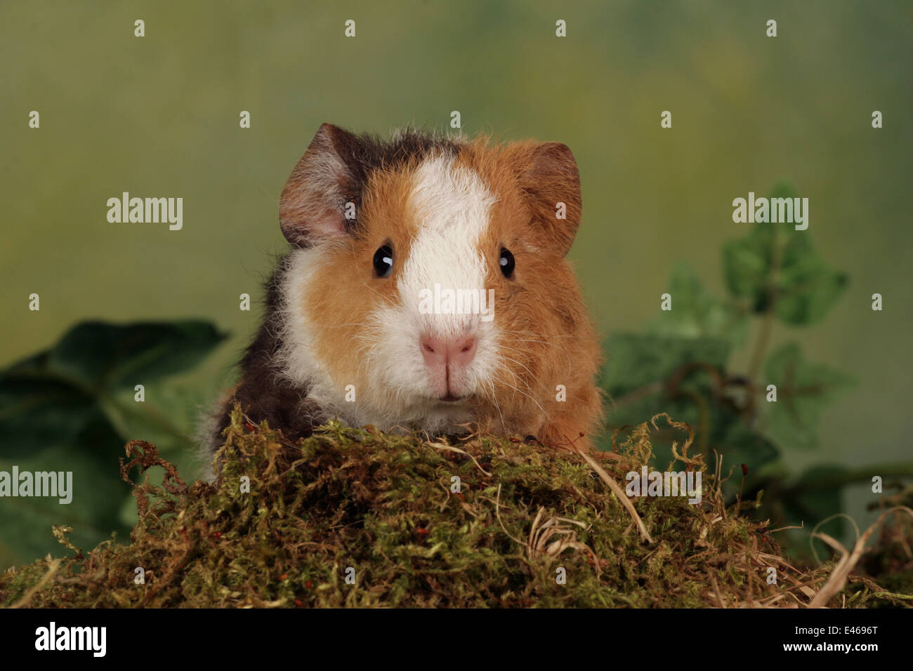 young guinea pig Stock Photo - Alamy