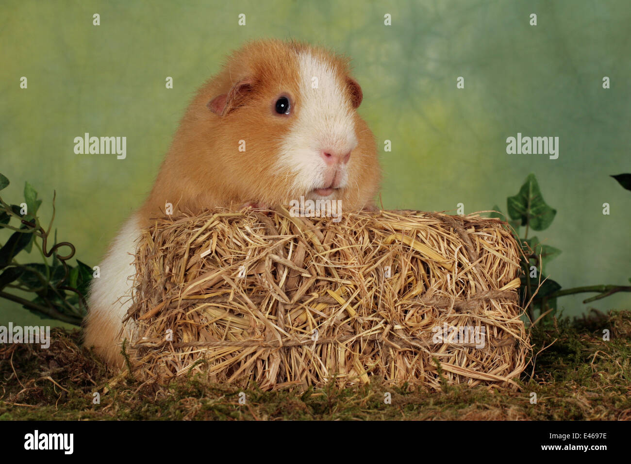 Us teddies hi-res stock photography and images - Alamy