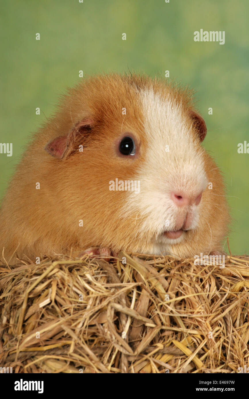 Us teddies hi-res stock photography and images - Alamy