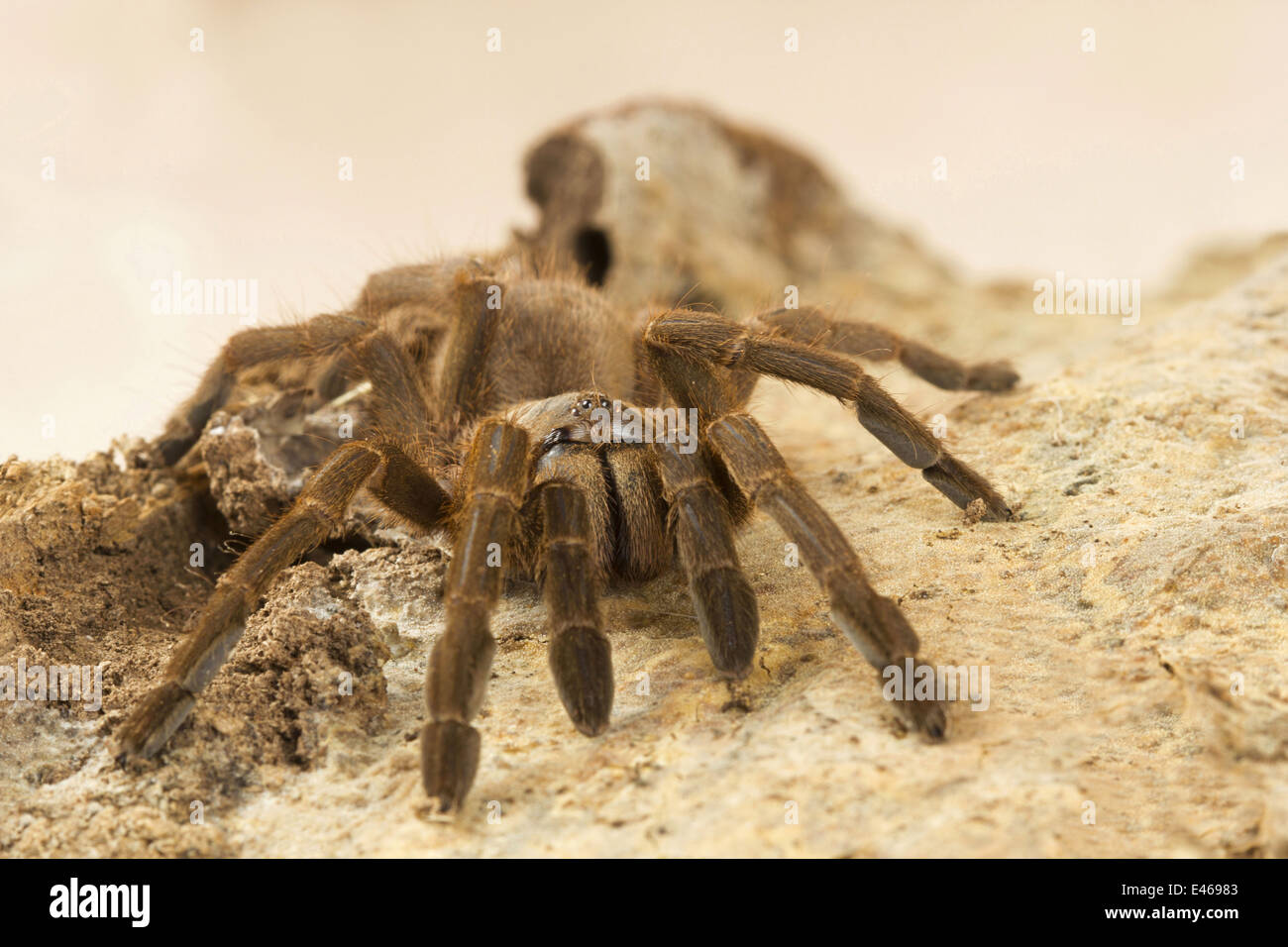 Spiders of kerala hi-res stock photography and images - Alamy