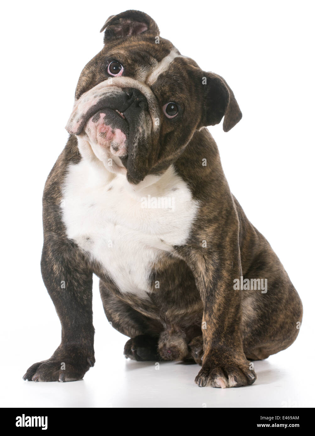 english bulldog sitting looking at viewer Stock Photo - Alamy