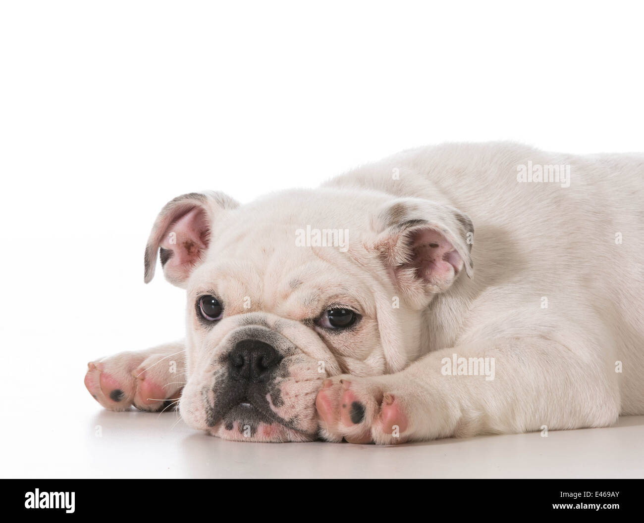 tired english bulldog puppy laying down stretched out on white ...