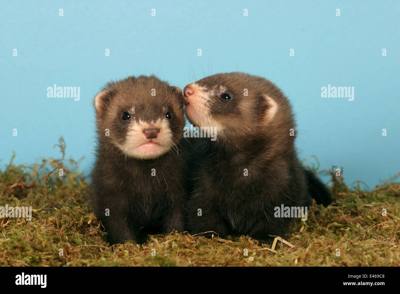 Cute ferrets hi-res stock photography and images - Alamy