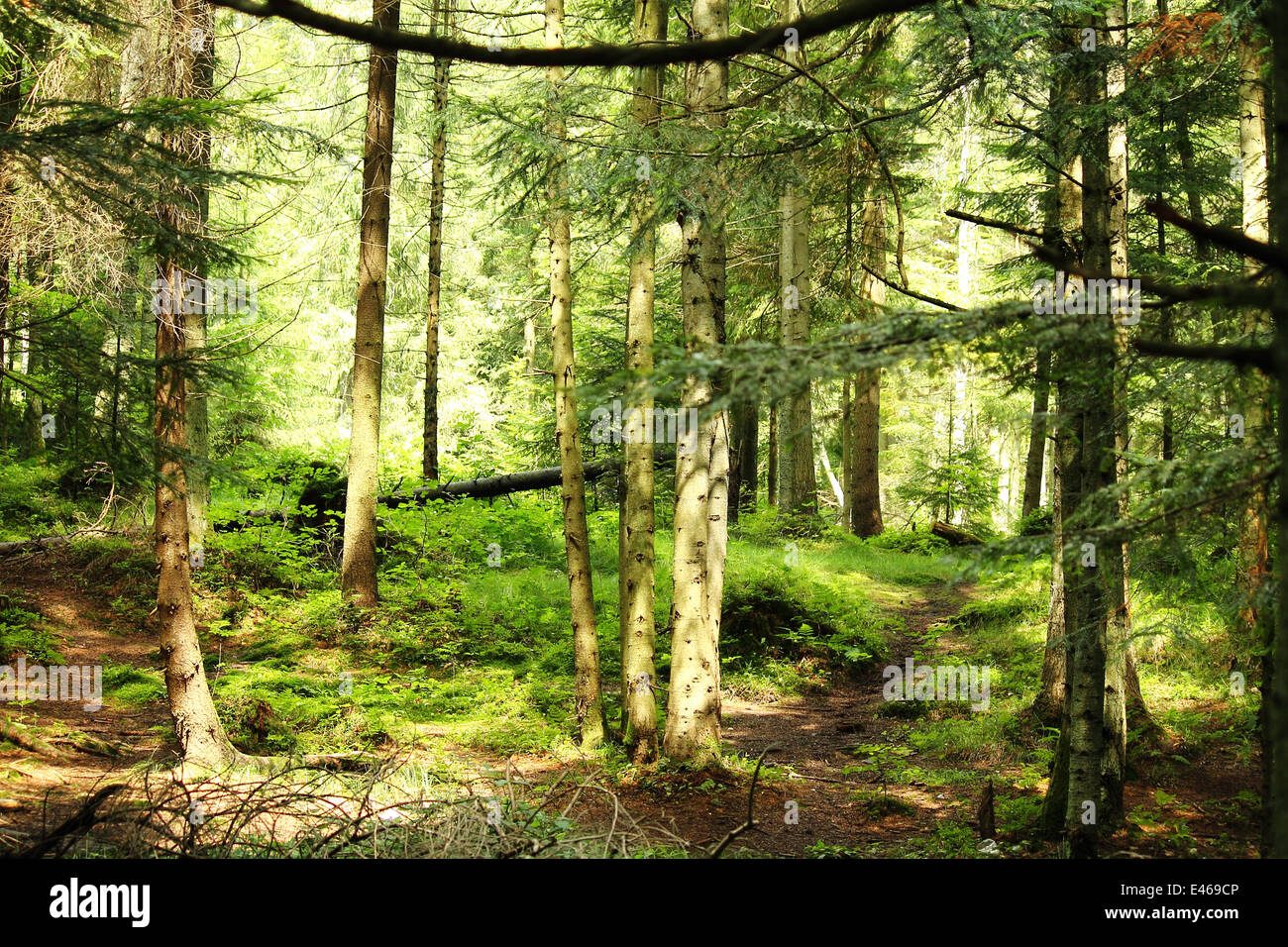 Forest landscape close-up background Stock Photo - Alamy