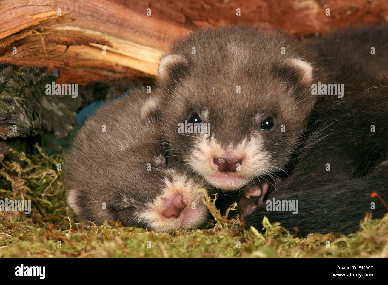 Cute ferrets hi-res stock photography and images - Alamy