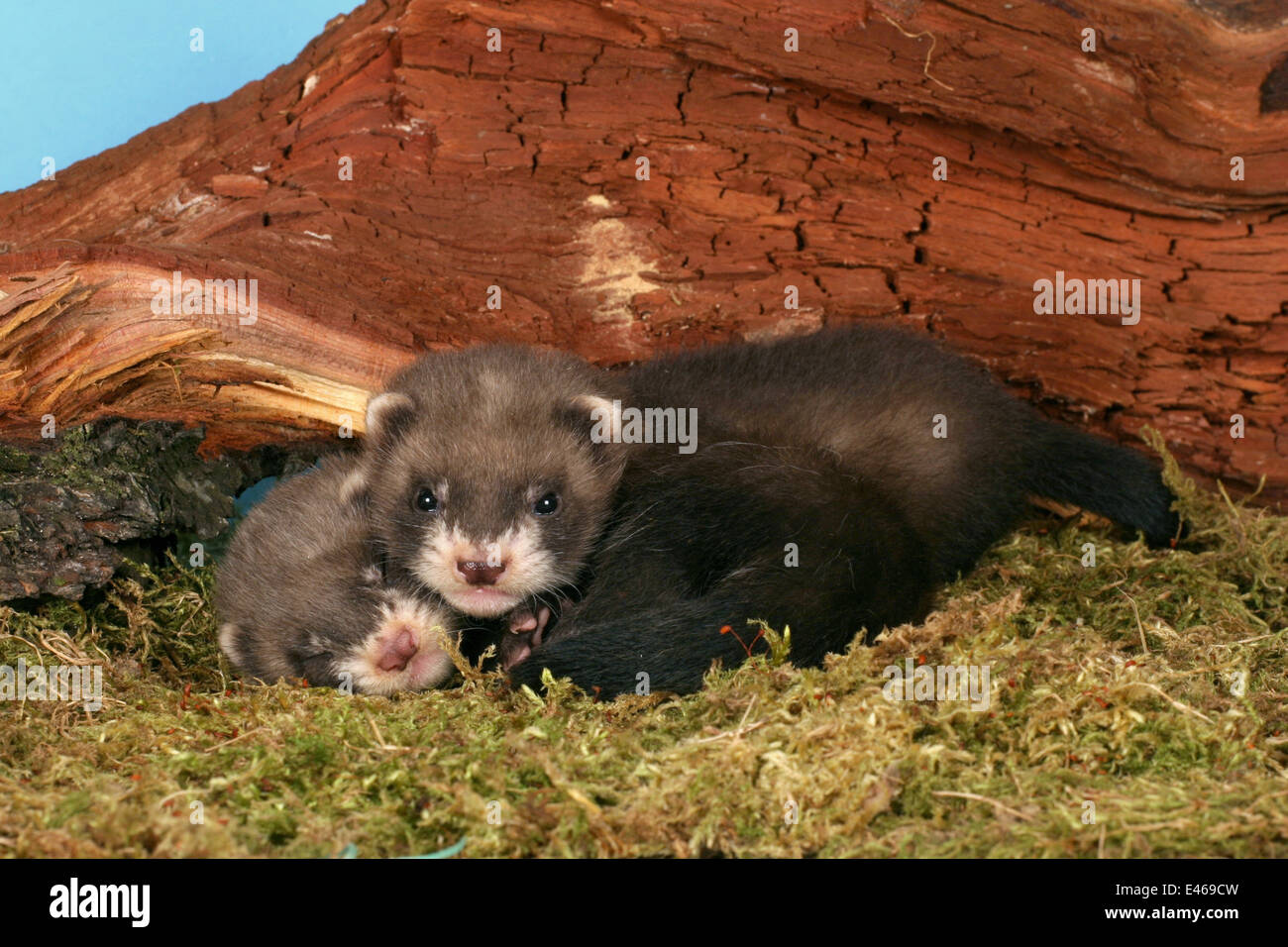 Sleeping ferret hi-res stock photography and images - Alamy