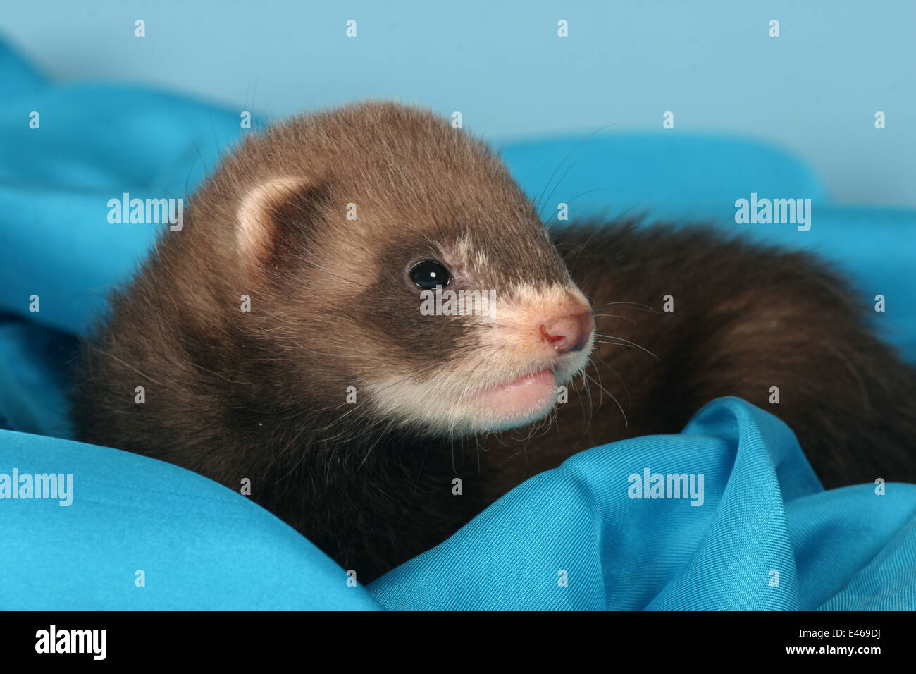 Brown ferret hi-res stock photography and images - Alamy