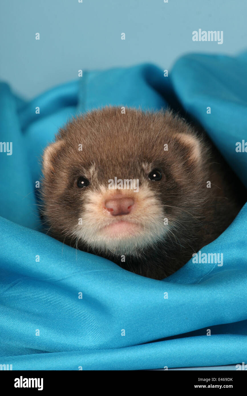 Ferret head hi-res stock photography and images - Alamy