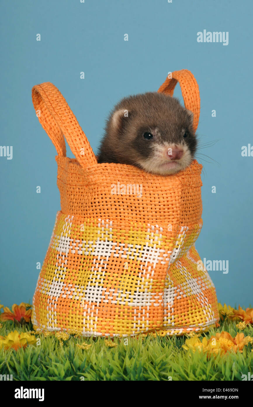 ferret in bag Stock Photo - Alamy