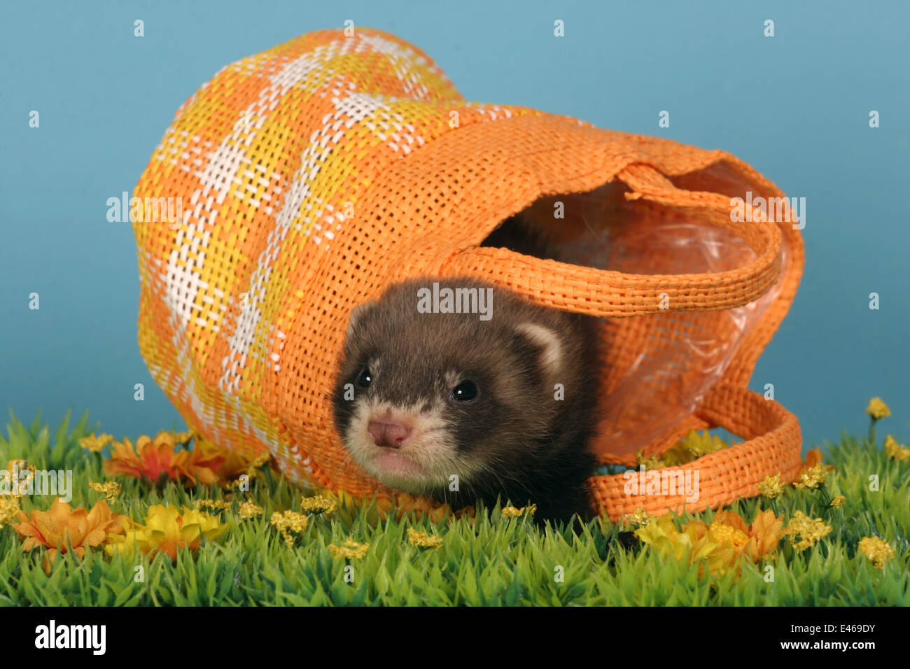 ferret in bag Stock Photo - Alamy
