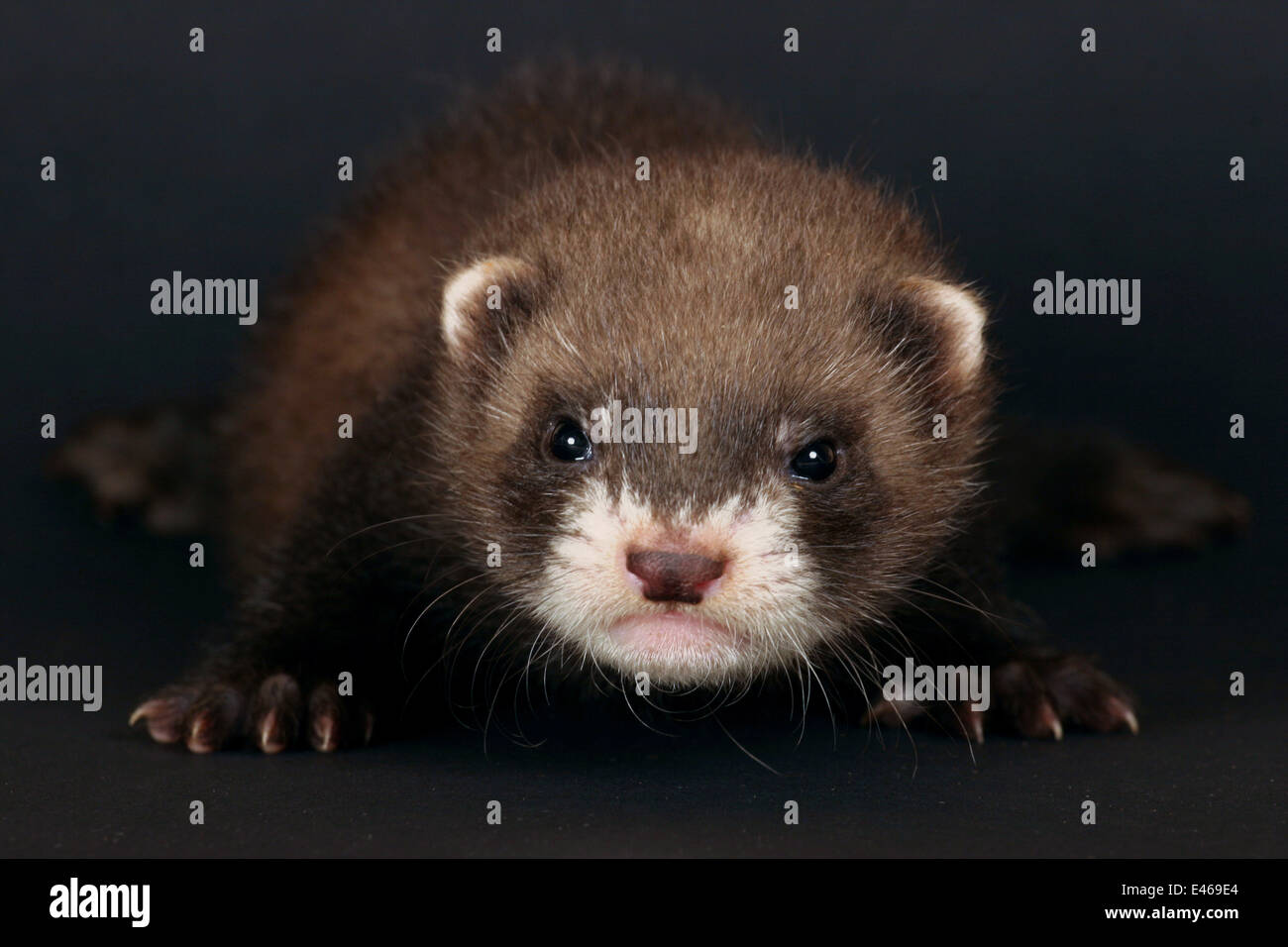Black ferret hi-res stock photography and images - Alamy