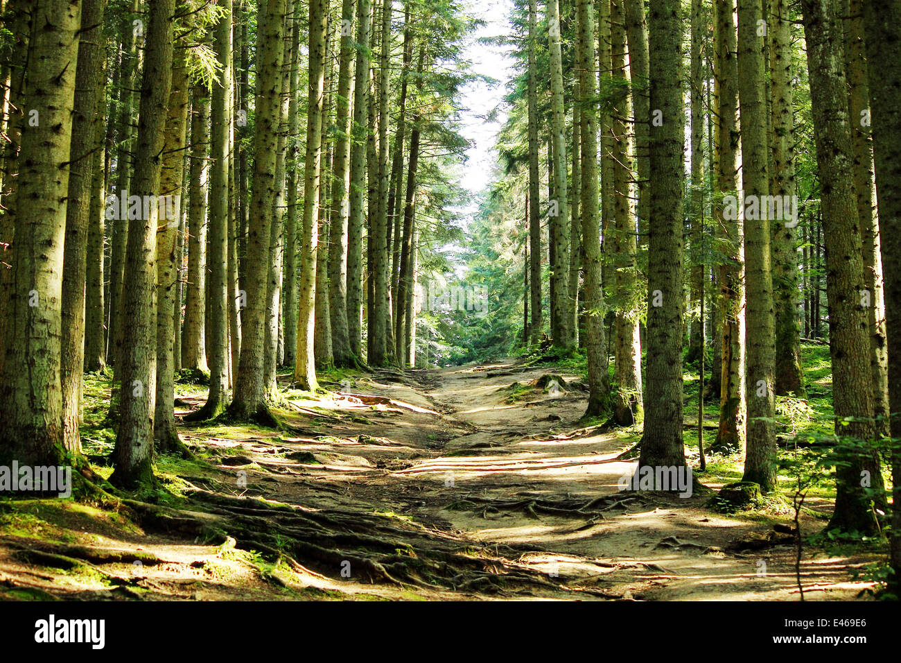 Forest landscape close-up background Stock Photo - Alamy
