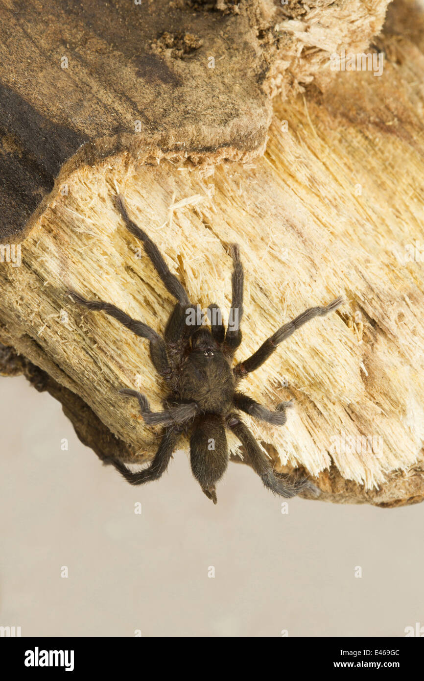 Spiders of kerala hi-res stock photography and images - Alamy