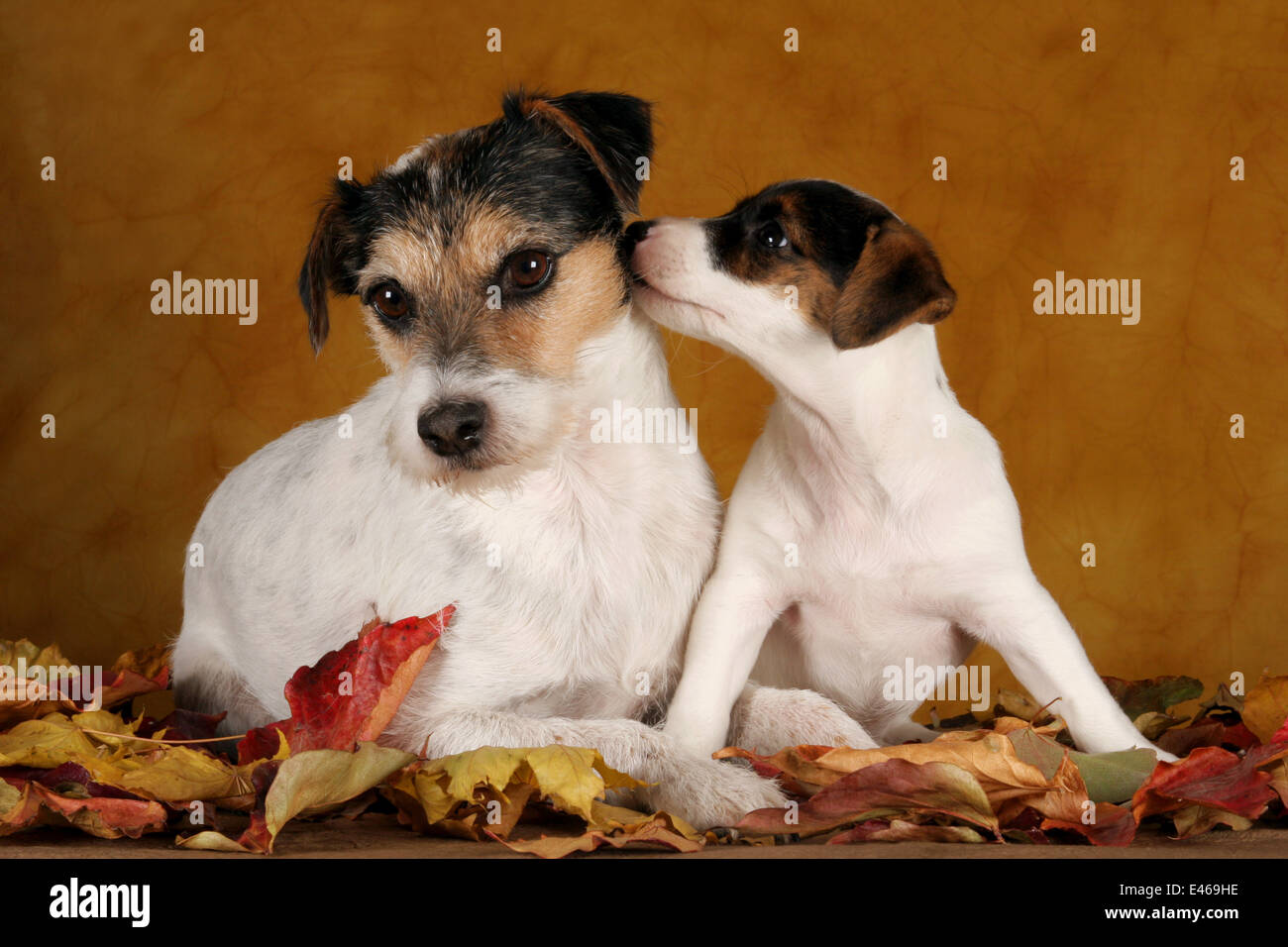 Jack & Parson Russell Terrier Stock Photo - Alamy