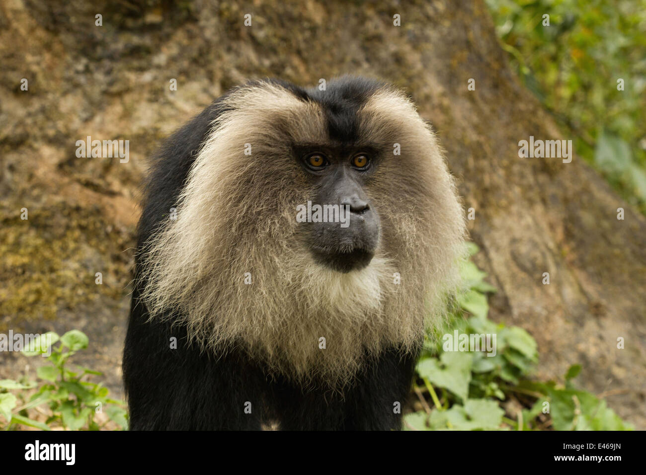 Langur, Lion tailed monkey, Macaca silenus, Common, Valparai, Tamil ...