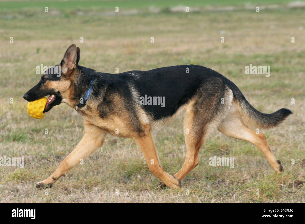 German shepherds walking hi-res stock photography and images - Alamy
