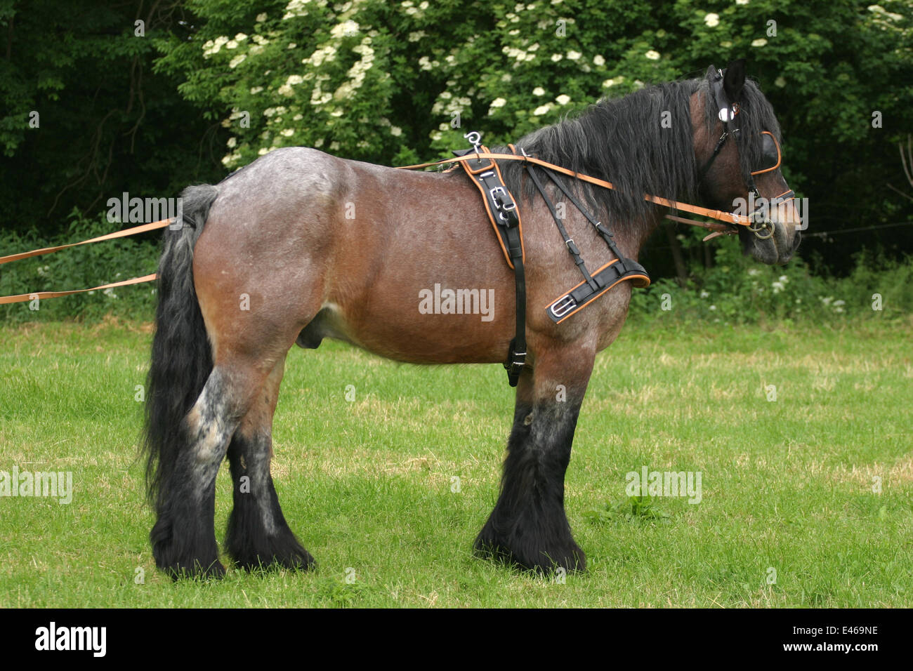 Altmark hi-res stock photography and images - Alamy