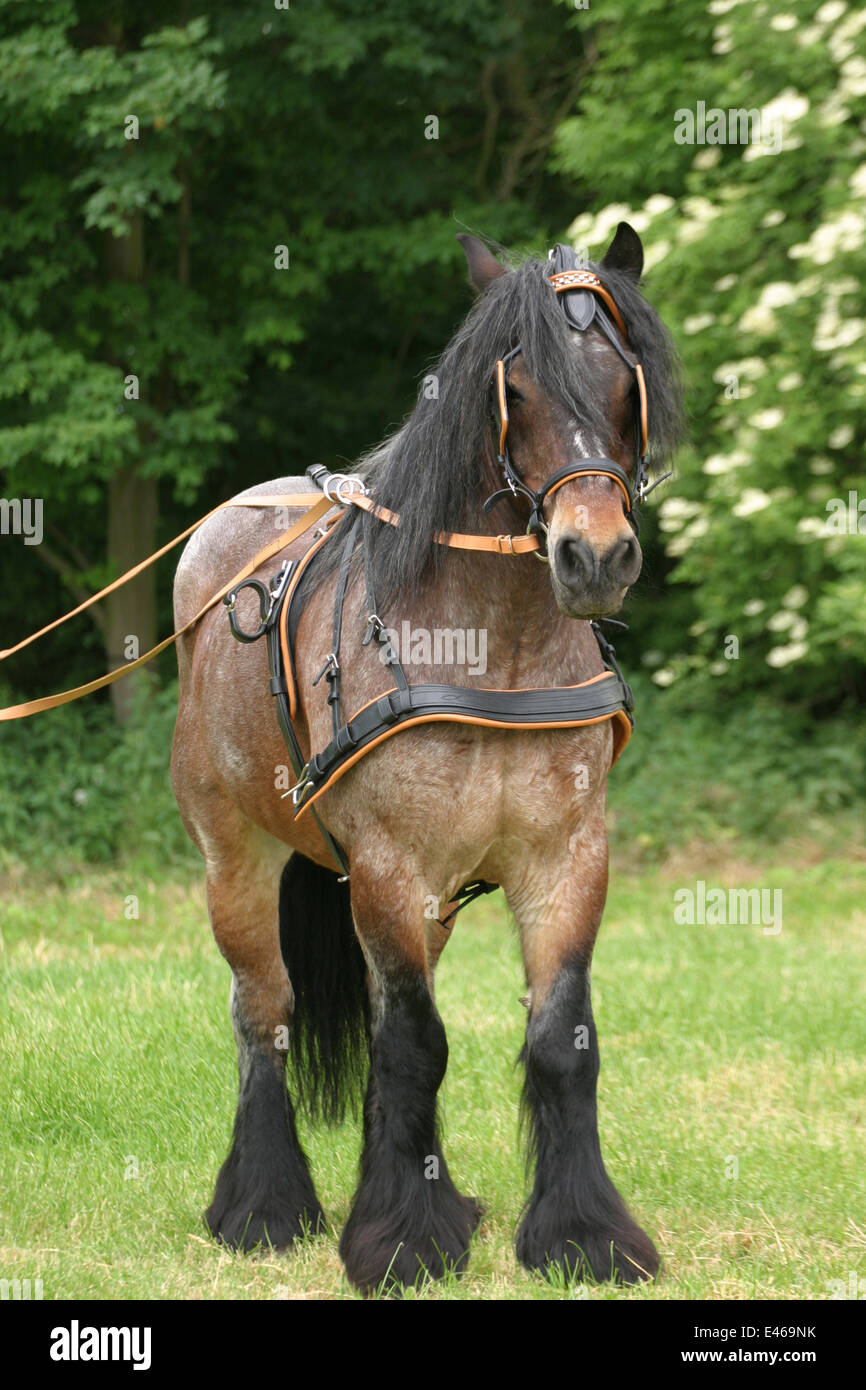 Altmark hi-res stock photography and images - Alamy