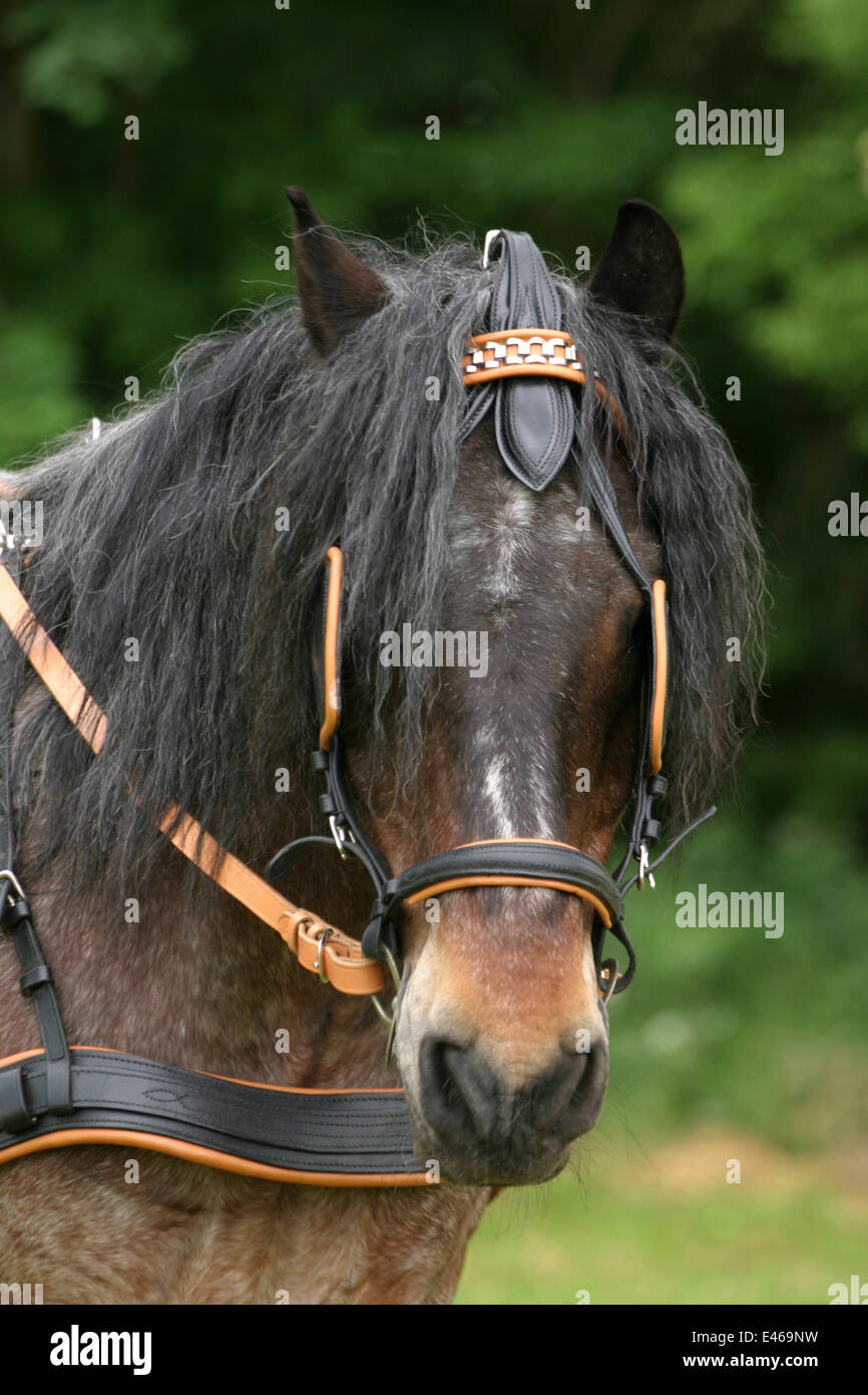 Altmark hi-res stock photography and images - Alamy