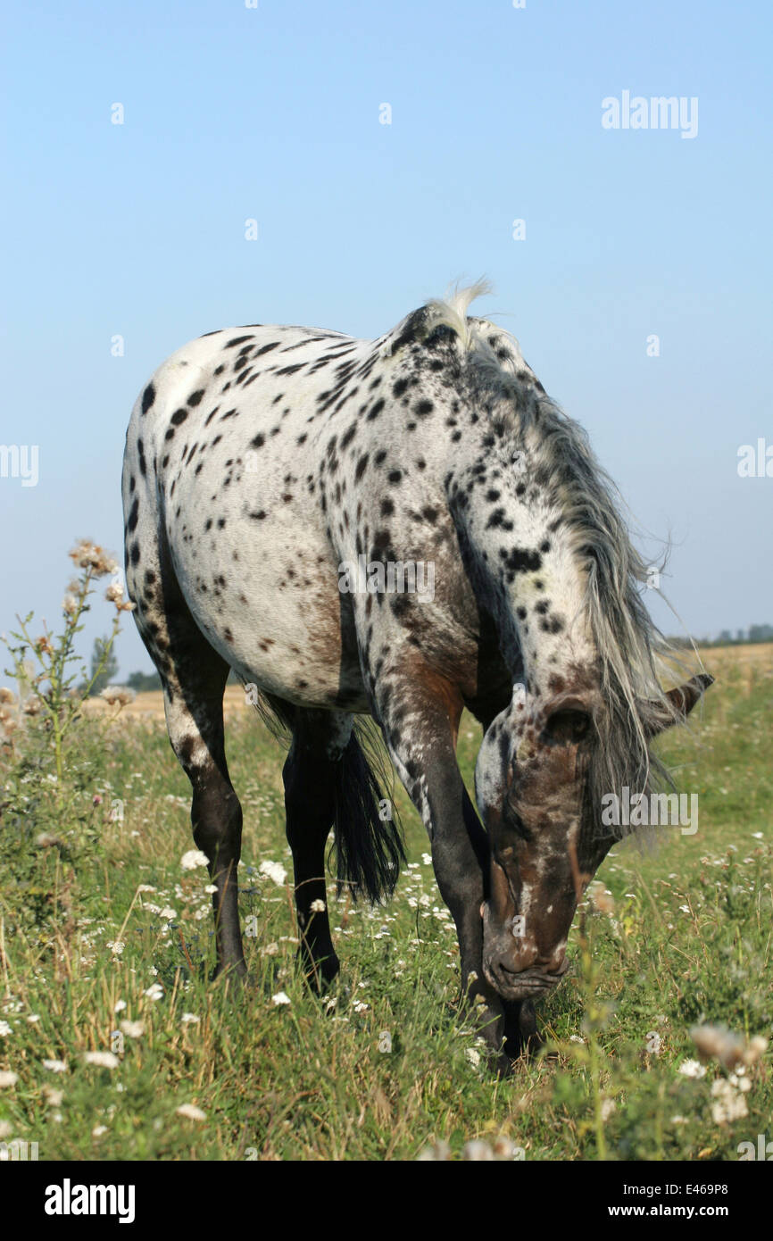 Appaloosa horse spotted hi-res stock photography and images - Alamy