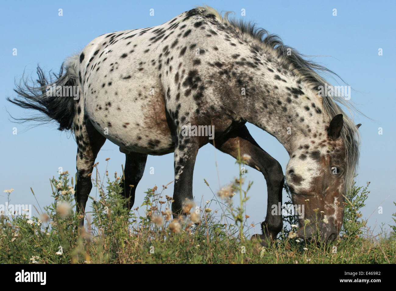 Spotted white horse side view hi-res stock photography and images - Alamy