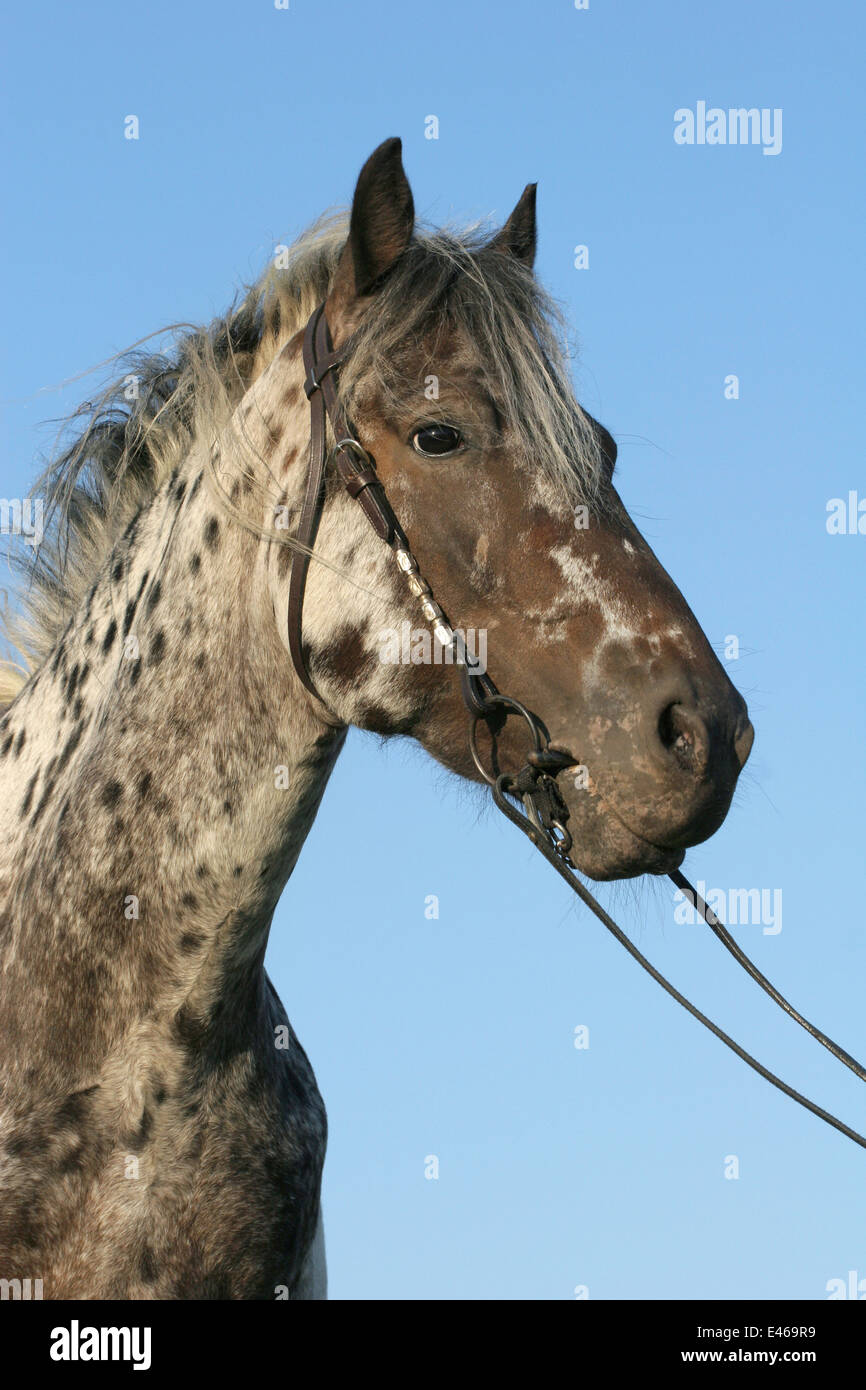 Appaloosas horse hi-res stock photography and images - Alamy