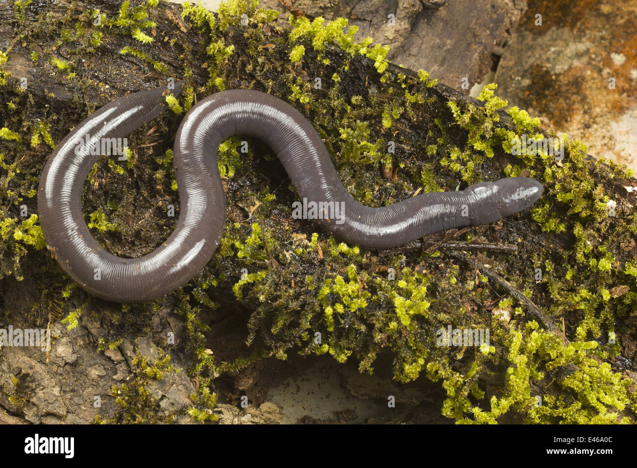 Bombay caecilian, Ichthyophis bombayensis, Common, Parambikulan Tiger ...