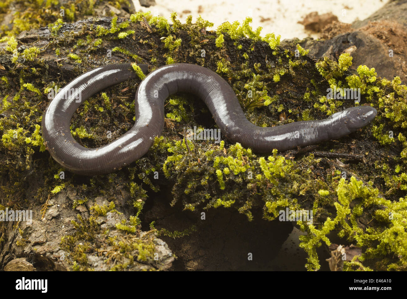 Caecilian or caecilians hi-res stock photography and images - Alamy