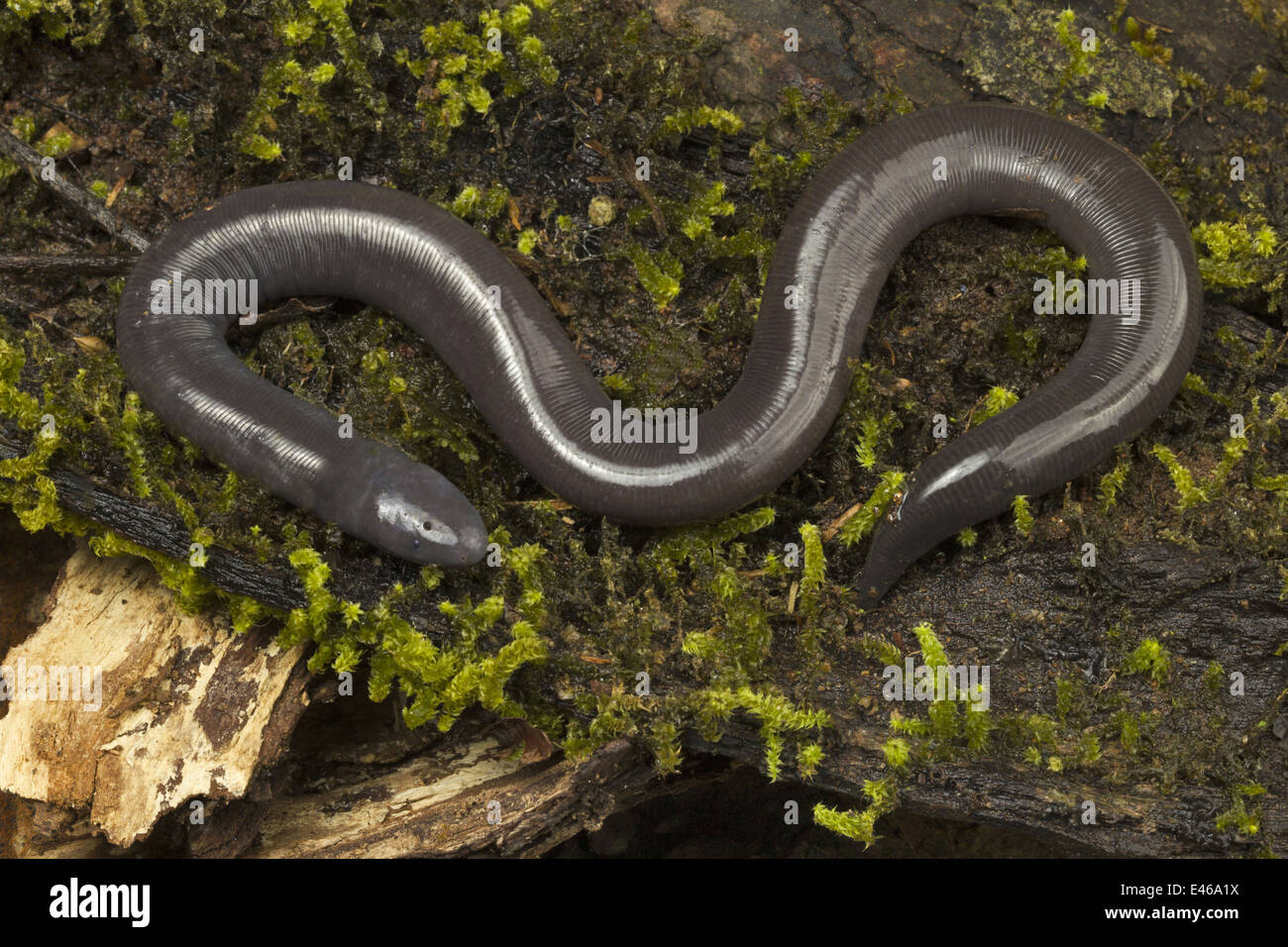 Caecilian hi-res stock photography and images - Alamy