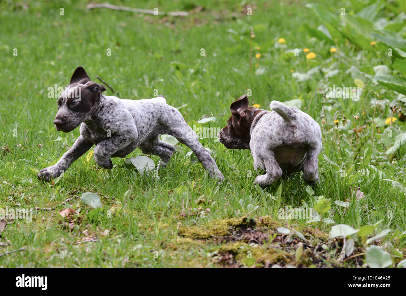 german shorthaired pointer puppies chasing each other in the grass ...
