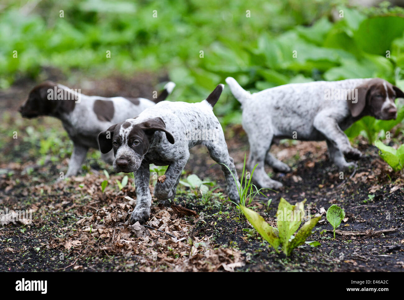 german shorthaired pointer litter running in the forest - 8 weeks old ...