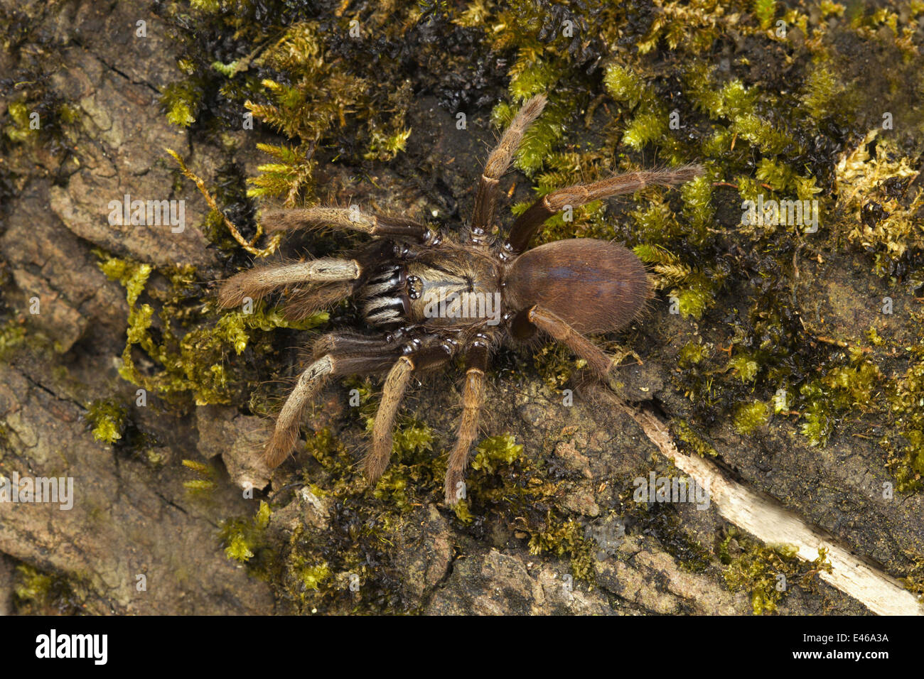 Spiders of kerala hi-res stock photography and images - Alamy