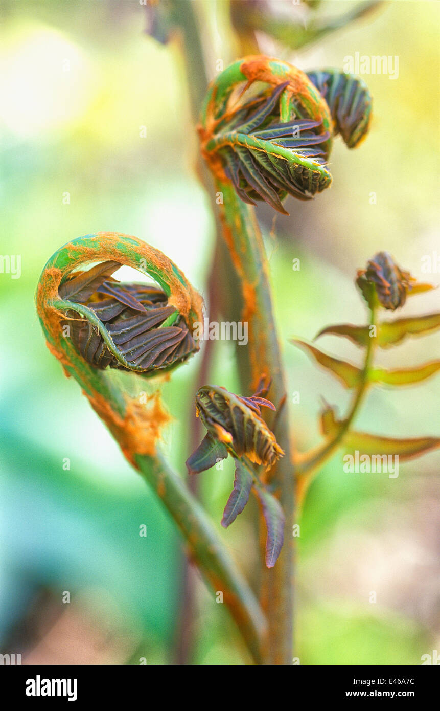 Osmunda regalis purpurea Royal Fern. Fern. March. Close up of young ...