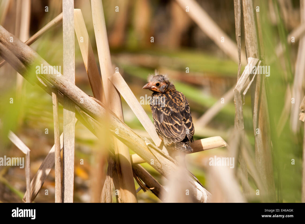 Baby blackbird hi-res stock photography and images - Alamy