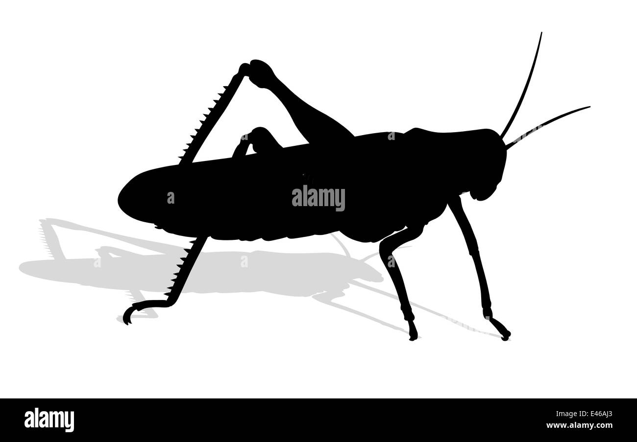 Cricket insect illustration hi-res stock photography and images - Alamy