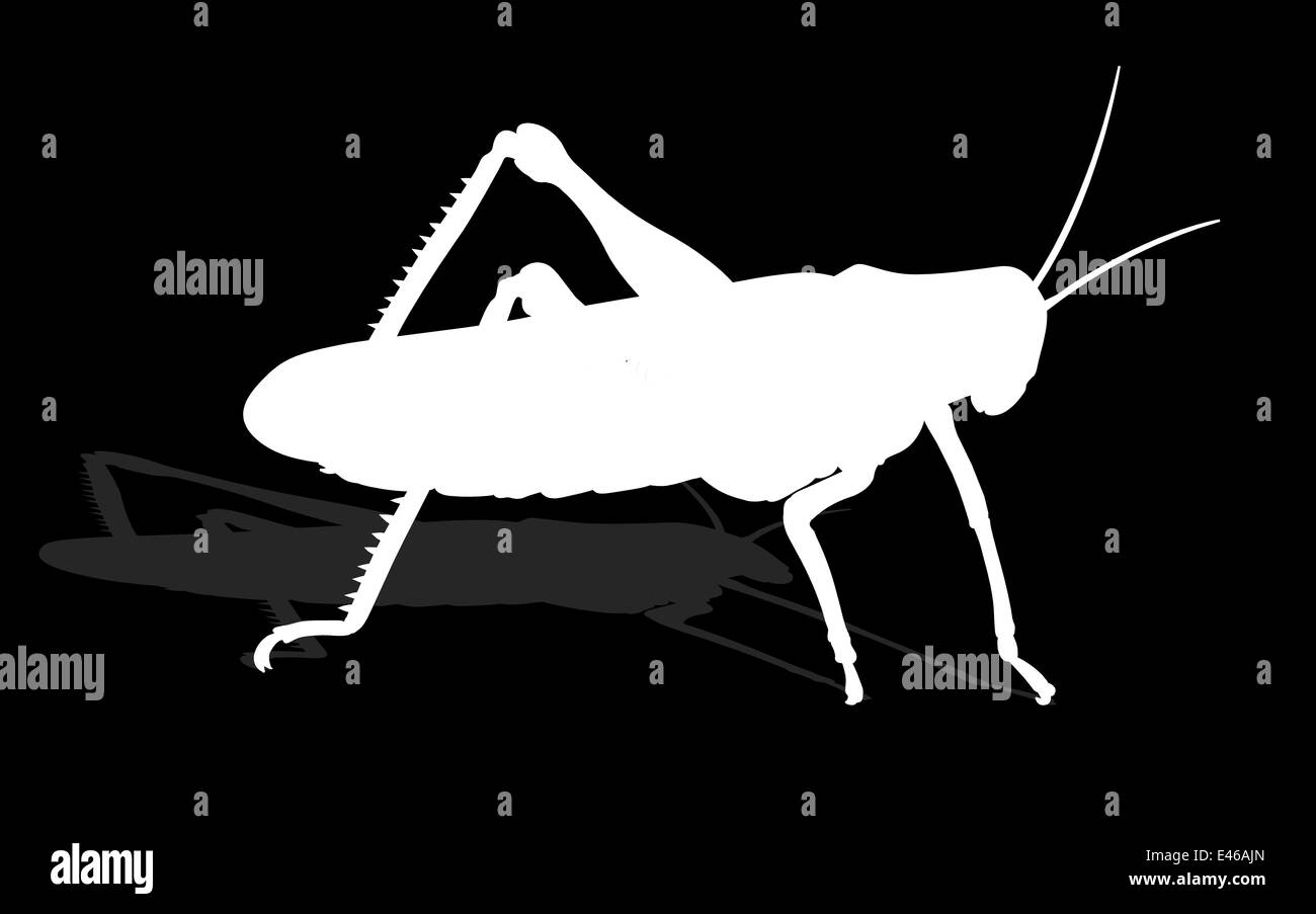 Cricket insect illustration hi-res stock photography and images - Alamy