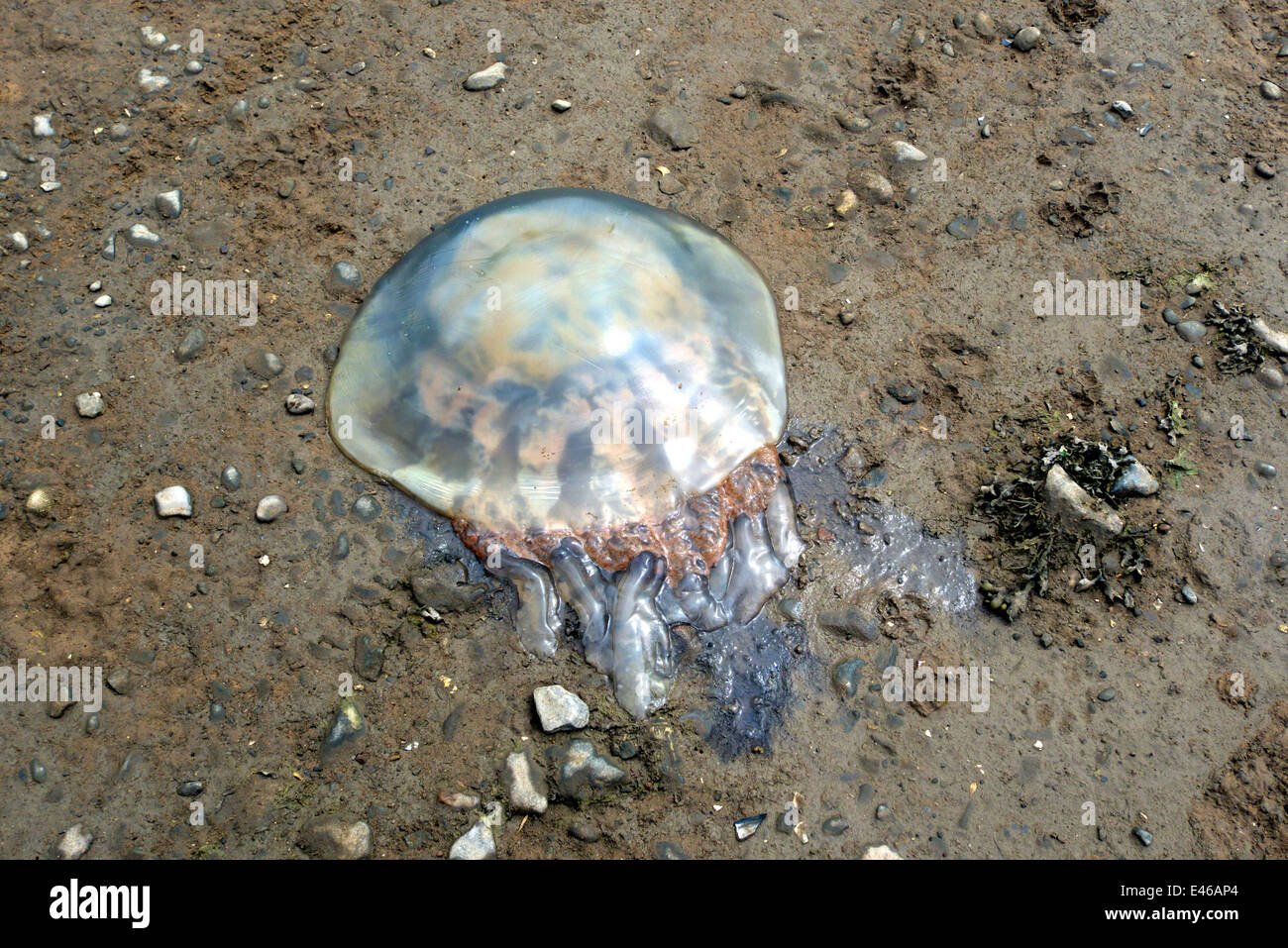 A barrel jellyfish stranded by a high tide at Ravenglass, Cumbria, NW ...