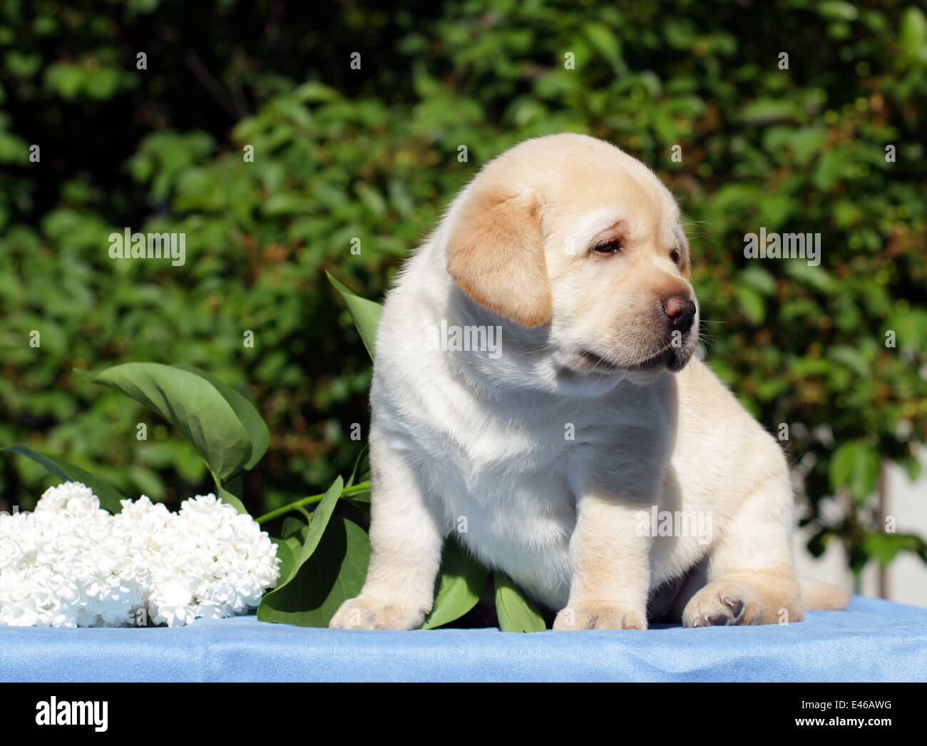 happy yellow labrador puppy in spring with flowers Stock Photo - Alamy