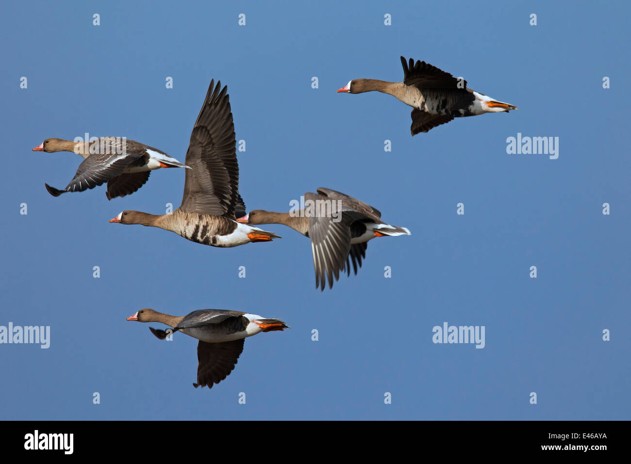 Greater white-fronted geese (Anser albifrons) flock in flight Stock ...
