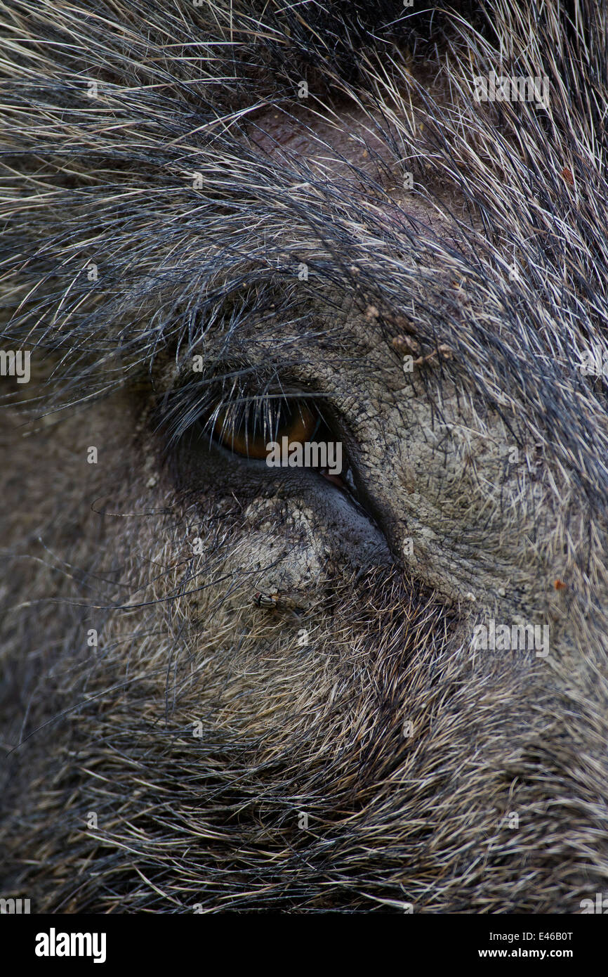 Wild boar (Sus scrofa) close up of eye of female Stock Photo - Alamy