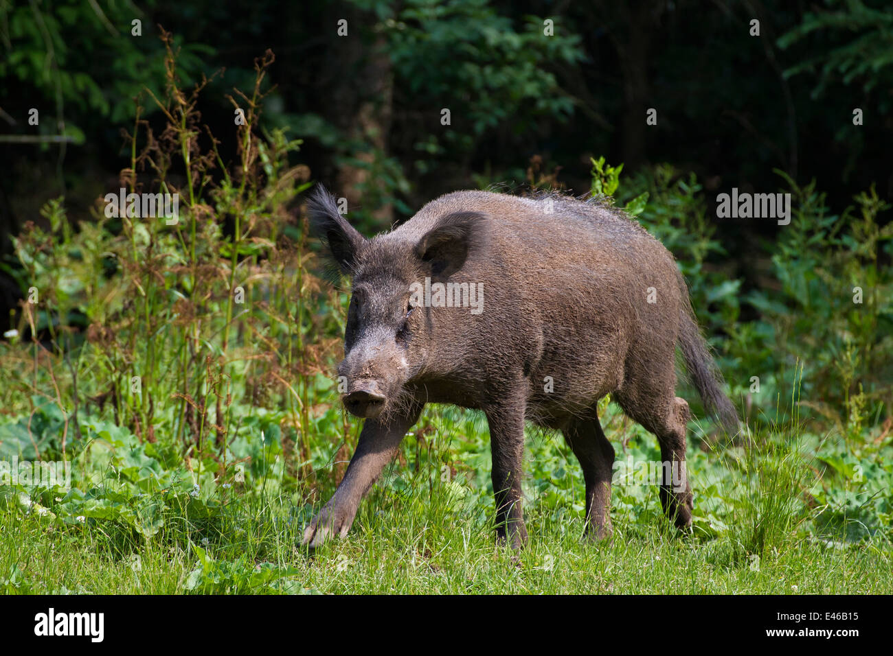 Male Wild Boars Stock Photos & Male Wild Boars Stock Images - Alamy