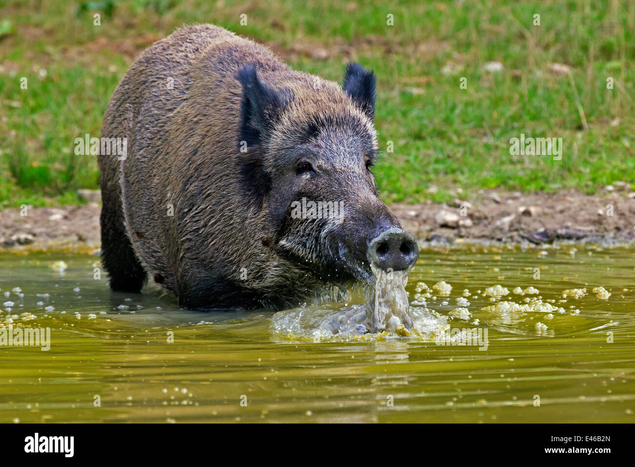 Wild boar (Sus scrofa) sow drinking water from pool in summer Stock ...
