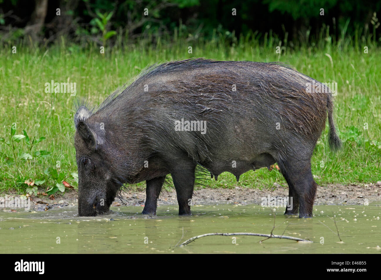 Wild boar (Sus scrofa) sow drinking water from pond in forest in summer ...