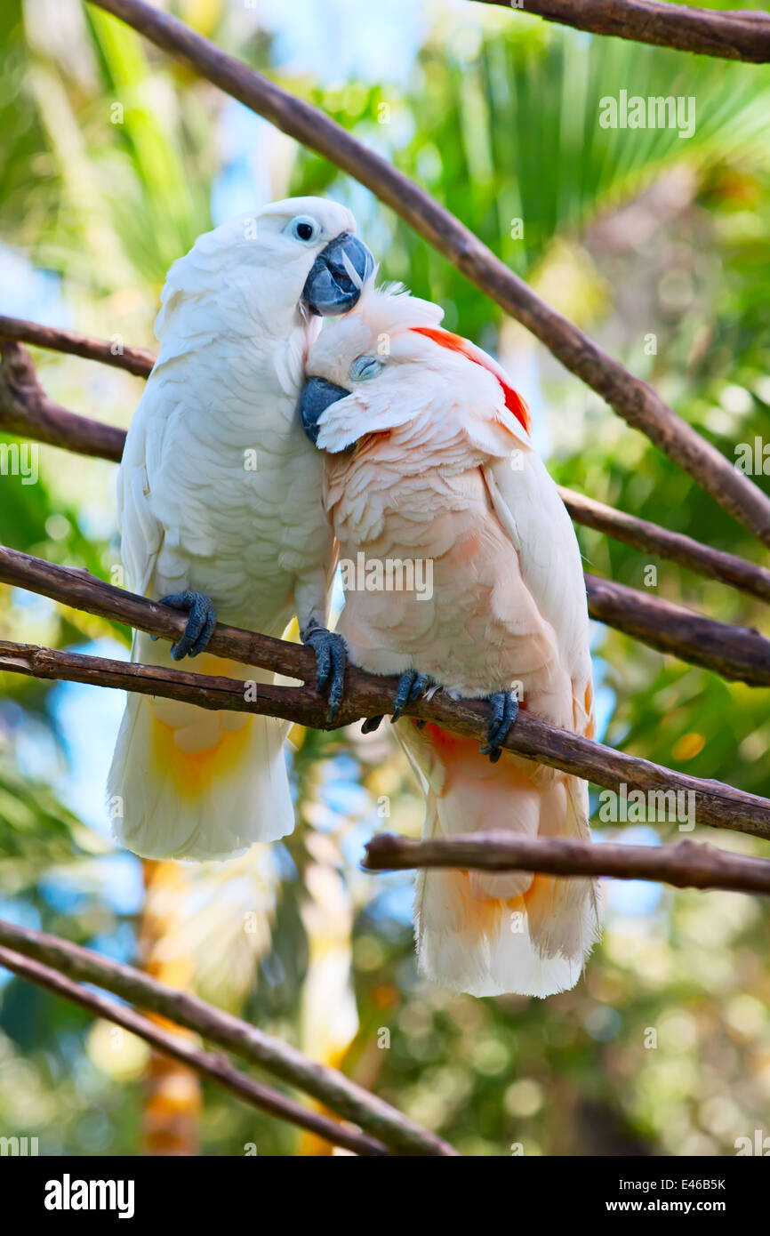 Pair of cockatoo on the tree Stock Photo - Alamy
