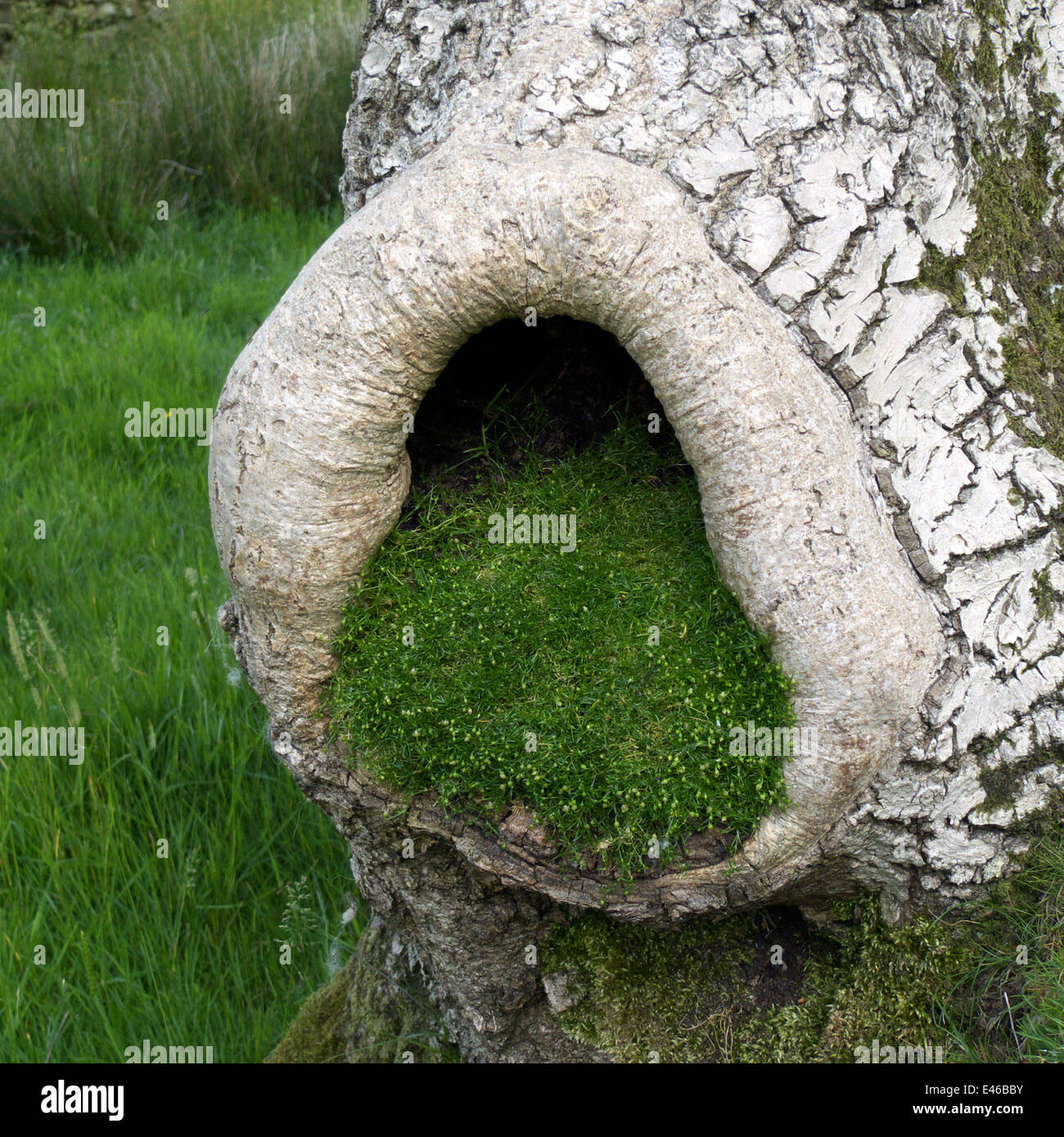 Callus tree hi-res stock photography and images - Alamy
